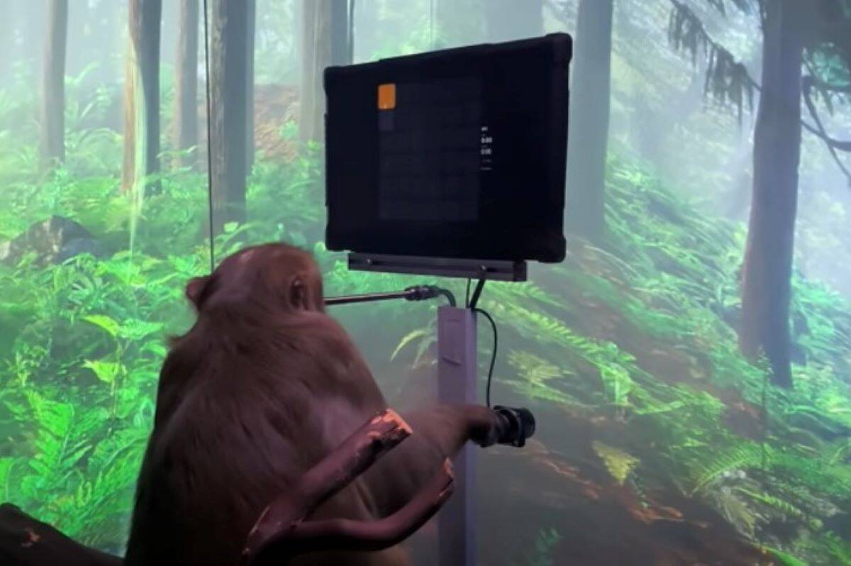 Monkey Playing Video Games? Elon Musk Introduces Groundbreaking Product ...